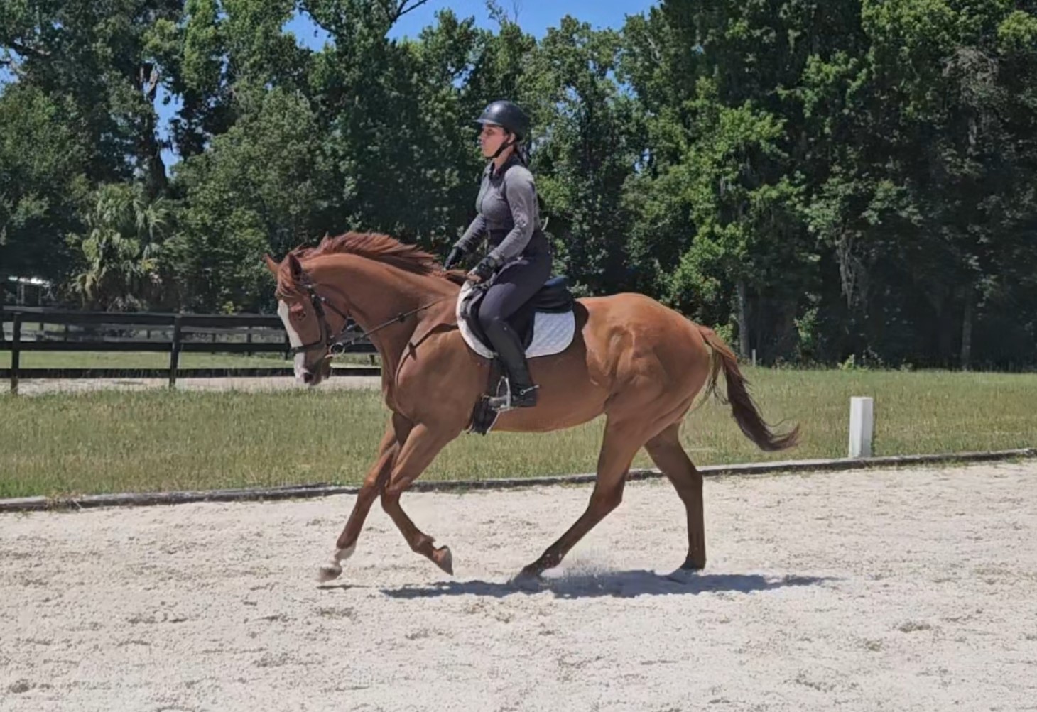 Champ Canter – Brooke Bayley Equestrian